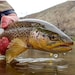 Hydropsyche Caddis Larva Trout Flies Colorado Fly Fishing Flies Caddis ...