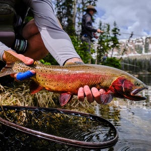 Little Rainbow Trout Streamer - Streamer Flies for Trout - Fly Fishing ...