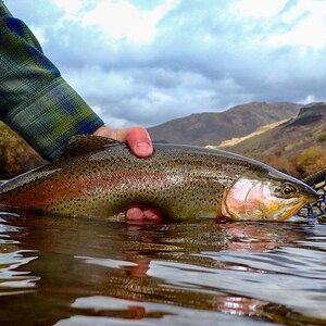Sculpzilla Streamer: Articulated Sculpin Fly Fishing Lure - Etsy