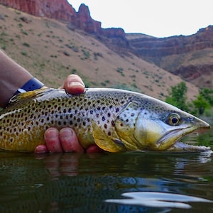Sculpzilla Streamer: Articulated Sculpin Fly Fishing Lure - Etsy