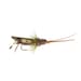 The Best Hopper Patterns - Irresistible Hopper - Terrestrial Fly ...