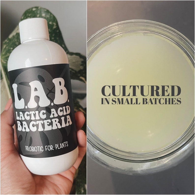 Lactic Acid Bacteria for Plants - FREE SHIPPING - Etsy