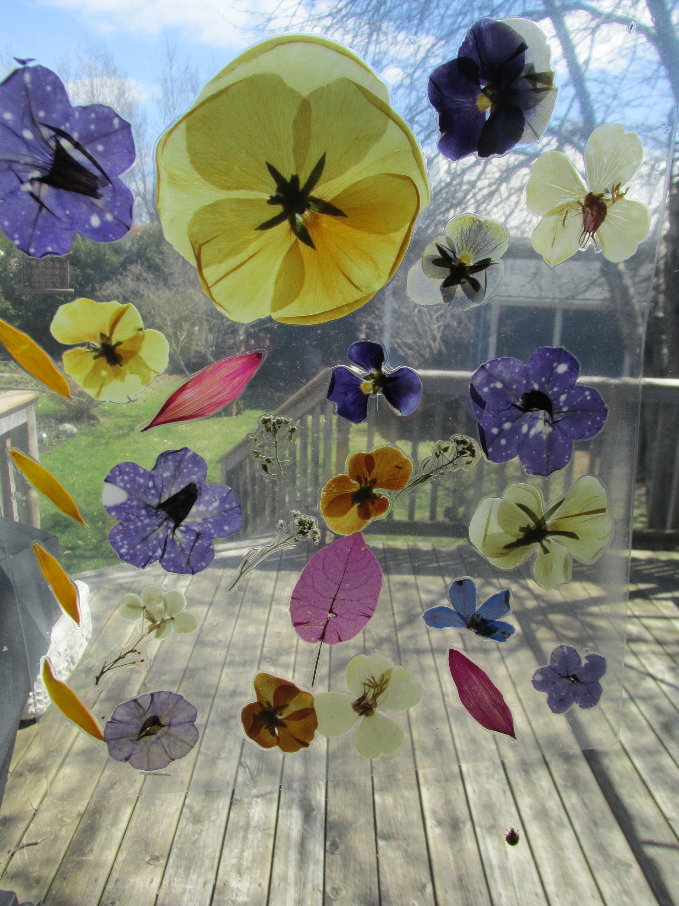 Real Laminated Flowers - Etsy