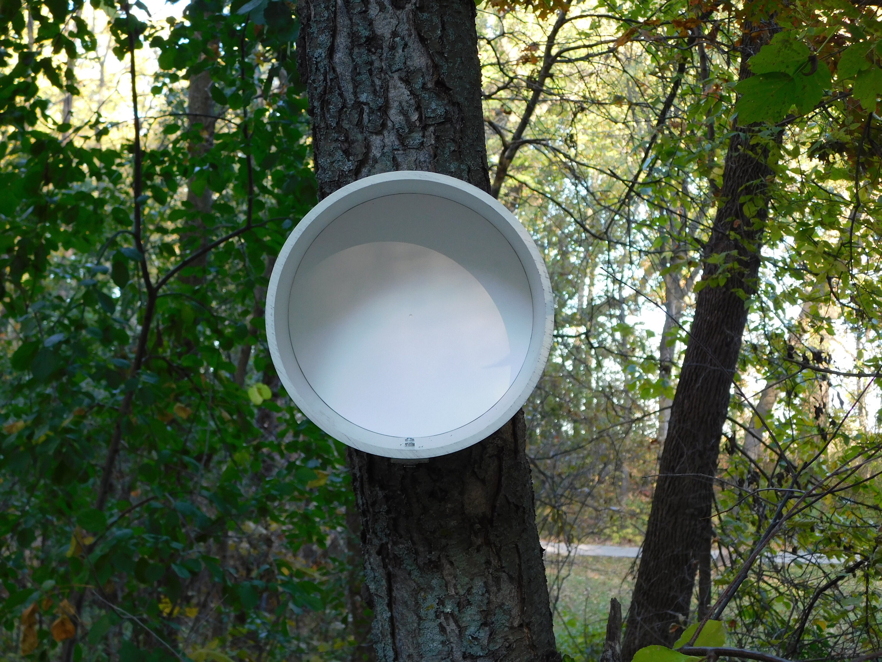 Jackass Bird House - Etsy