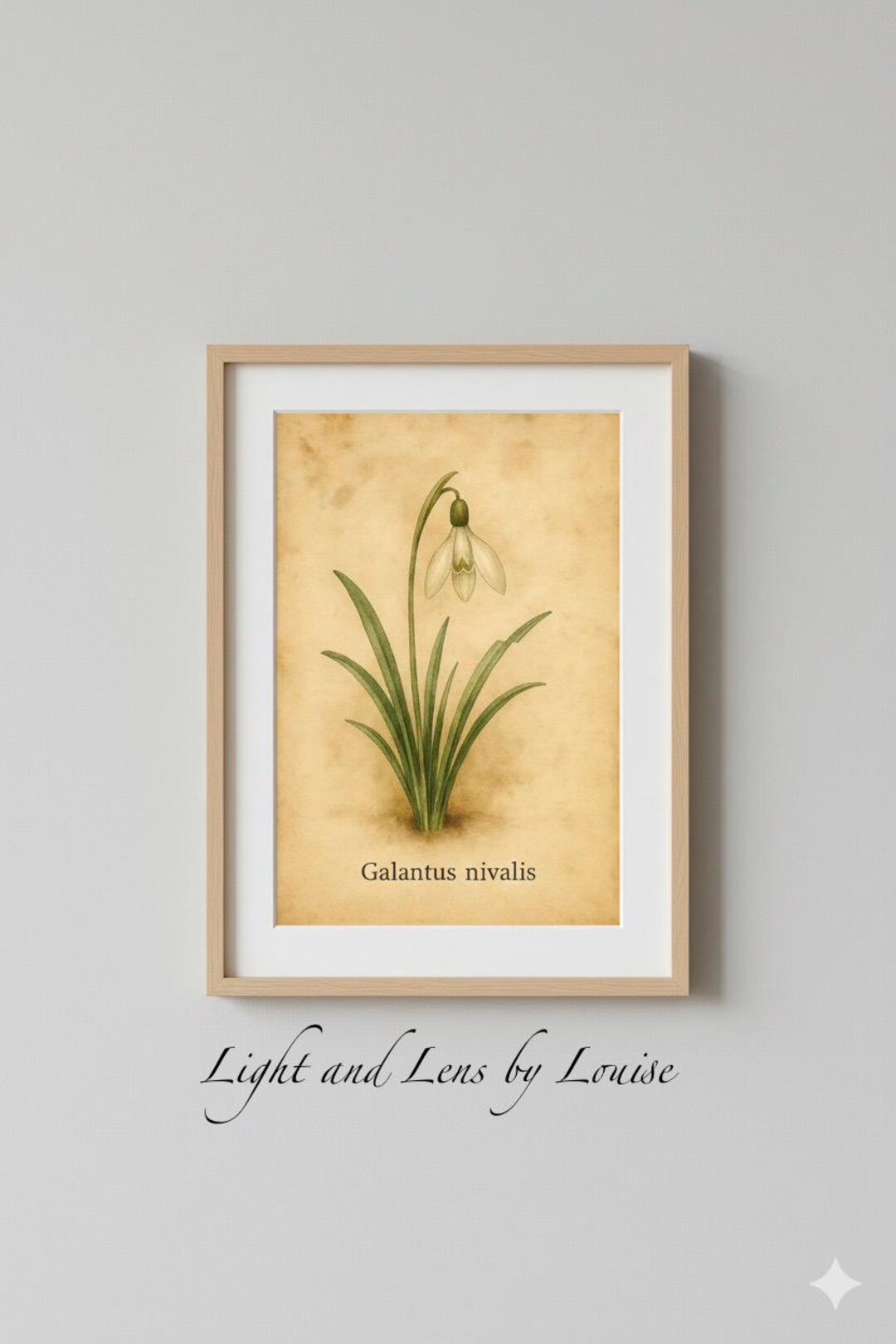 Snowdrop Botanical Printable Wall Art – Galanthus Nivalis Vintage ...
