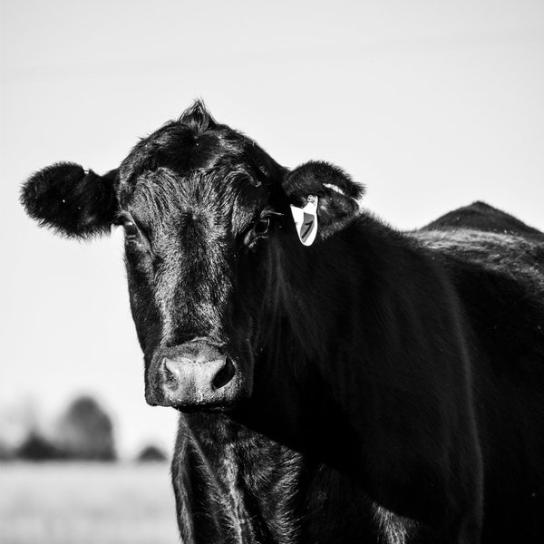 Angus Cattle Canvas - Etsy