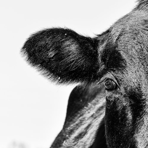 Black & White Cow Print - Etsy