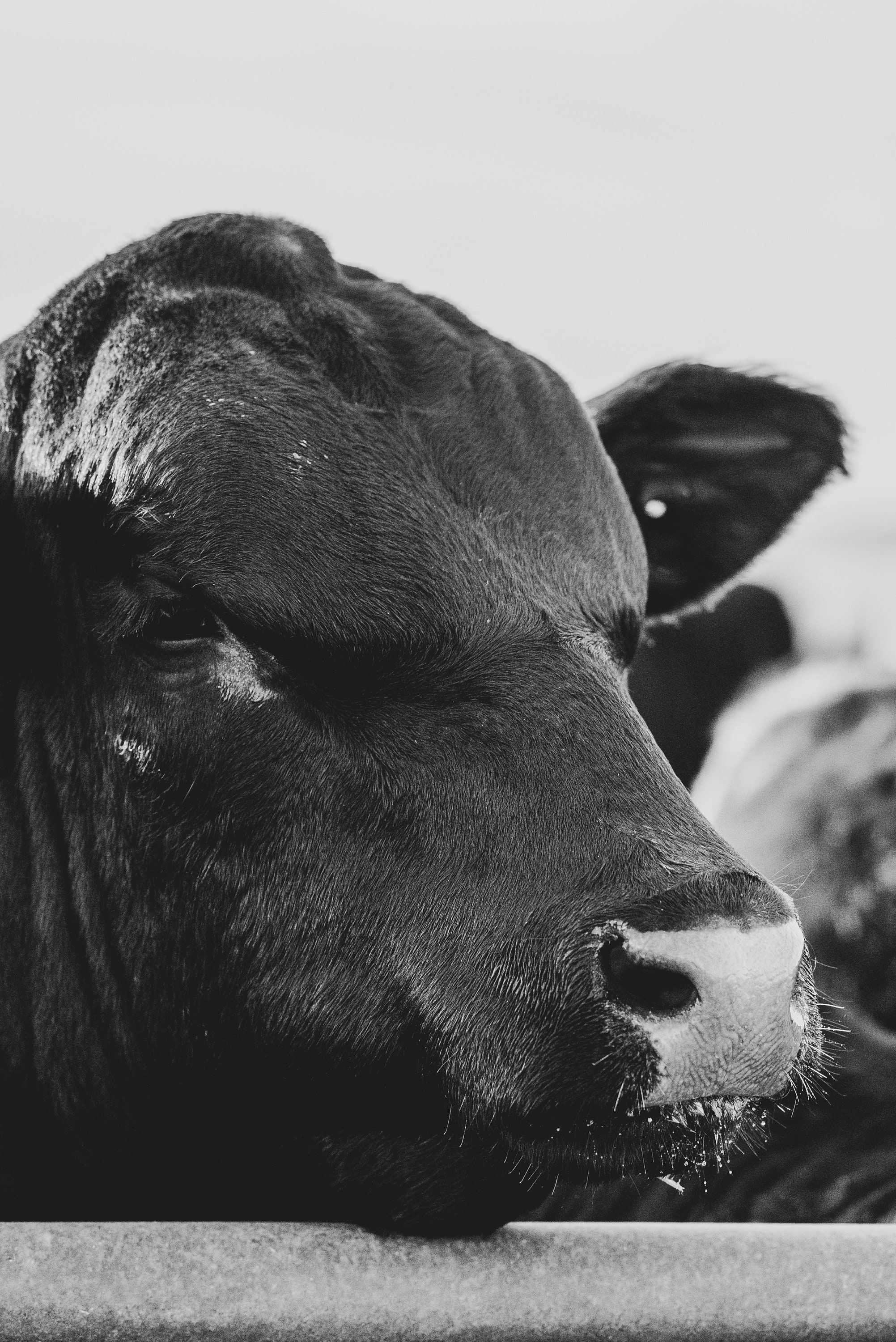 Simmental Bull Canvas Print - Etsy