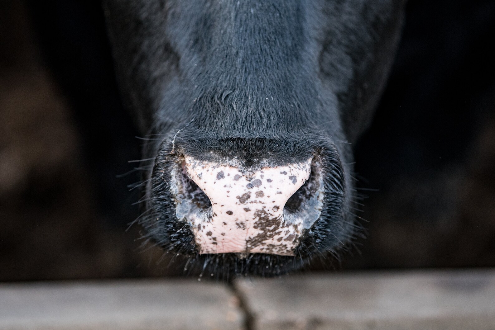 Speckled Cow Nose Canvas Print - Etsy