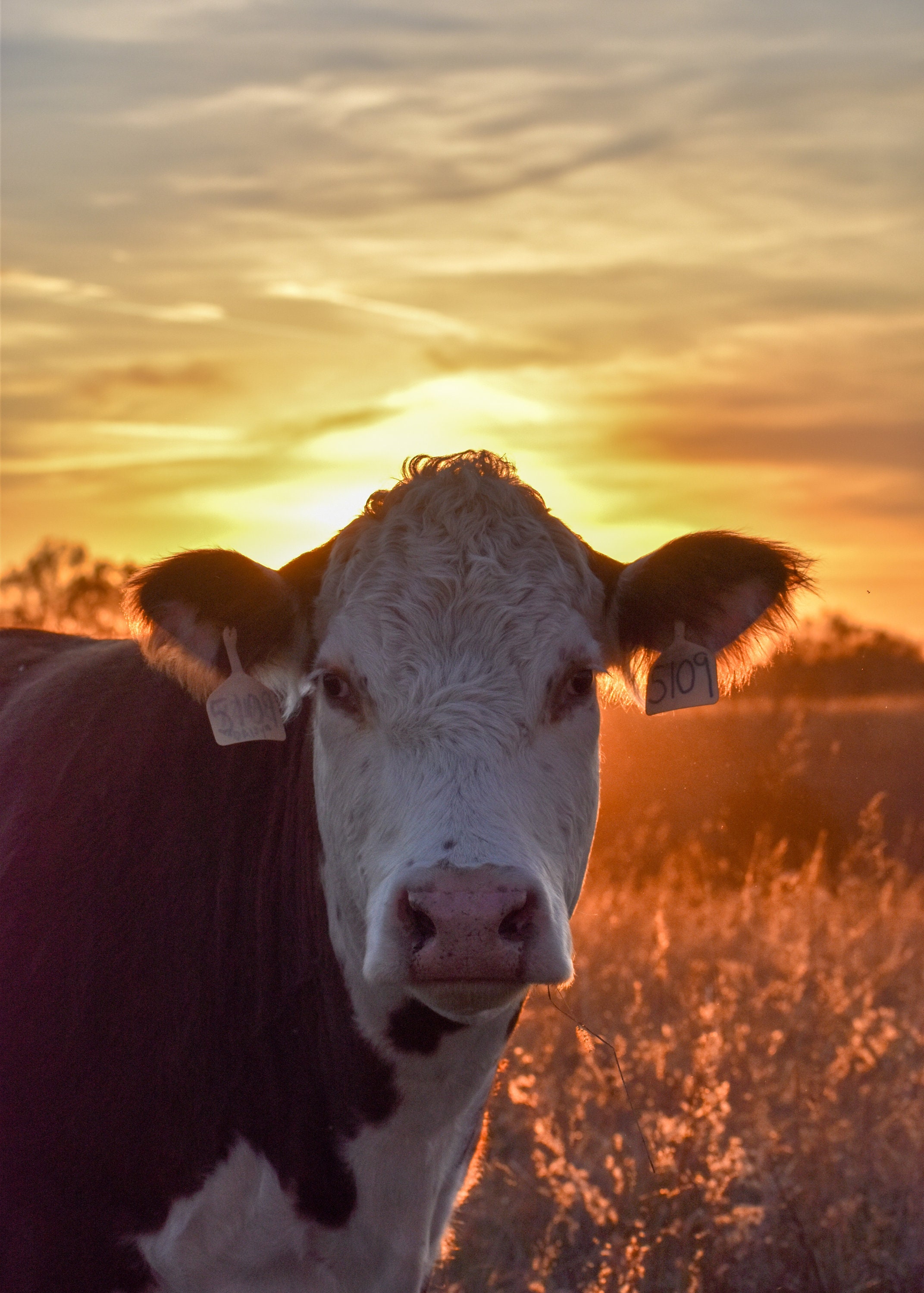 Hereford Cow & Sunset Canvas Print - Etsy