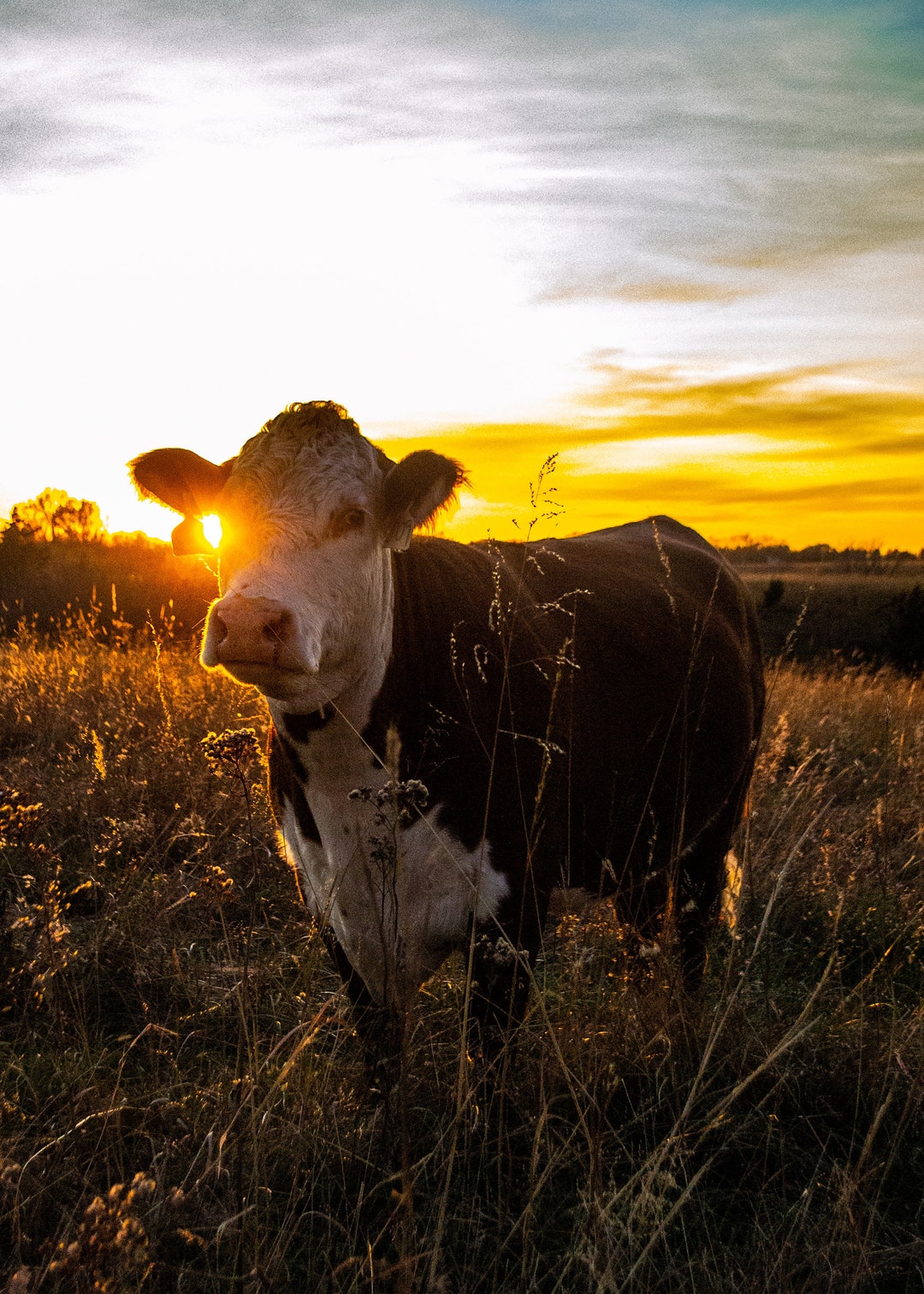 Hereford Cow & Sunset Canvas Print - Etsy