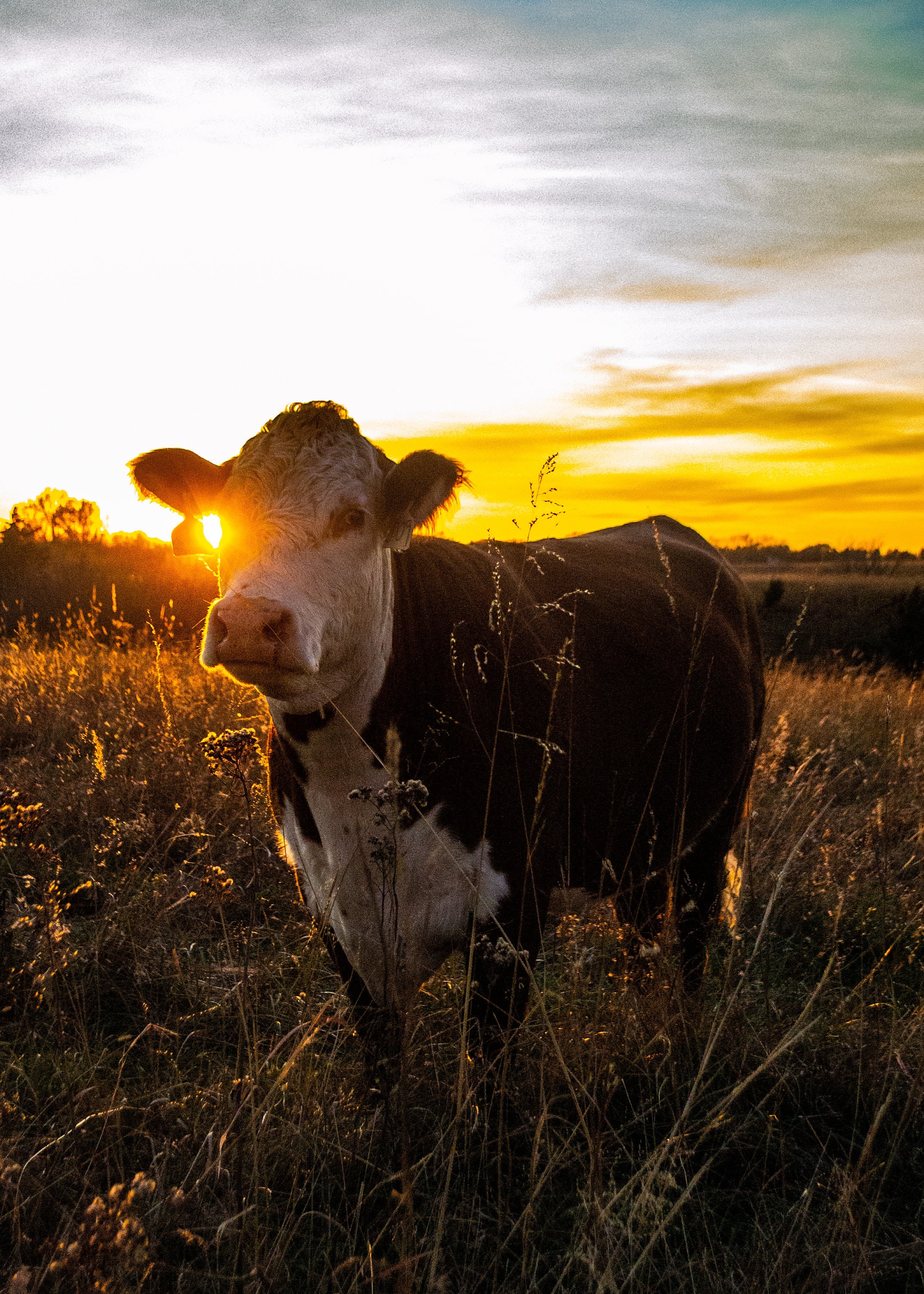 Hereford Cow & Sunset Canvas Print - Etsy