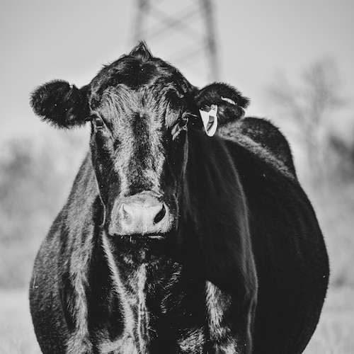 Angus Cow Canvas Print - Etsy
