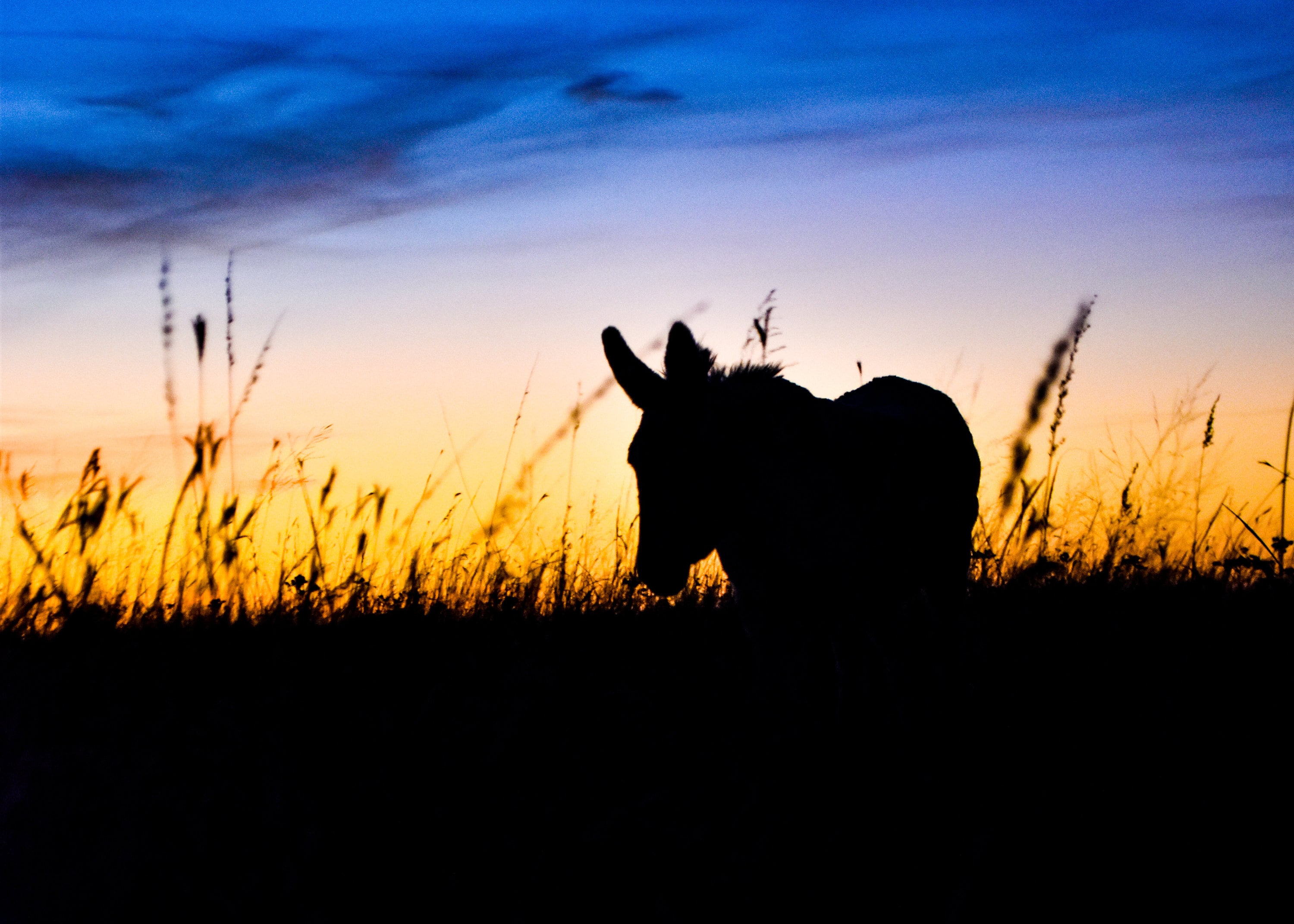Donkey Silhouette and Sunset Canvas Print - Etsy