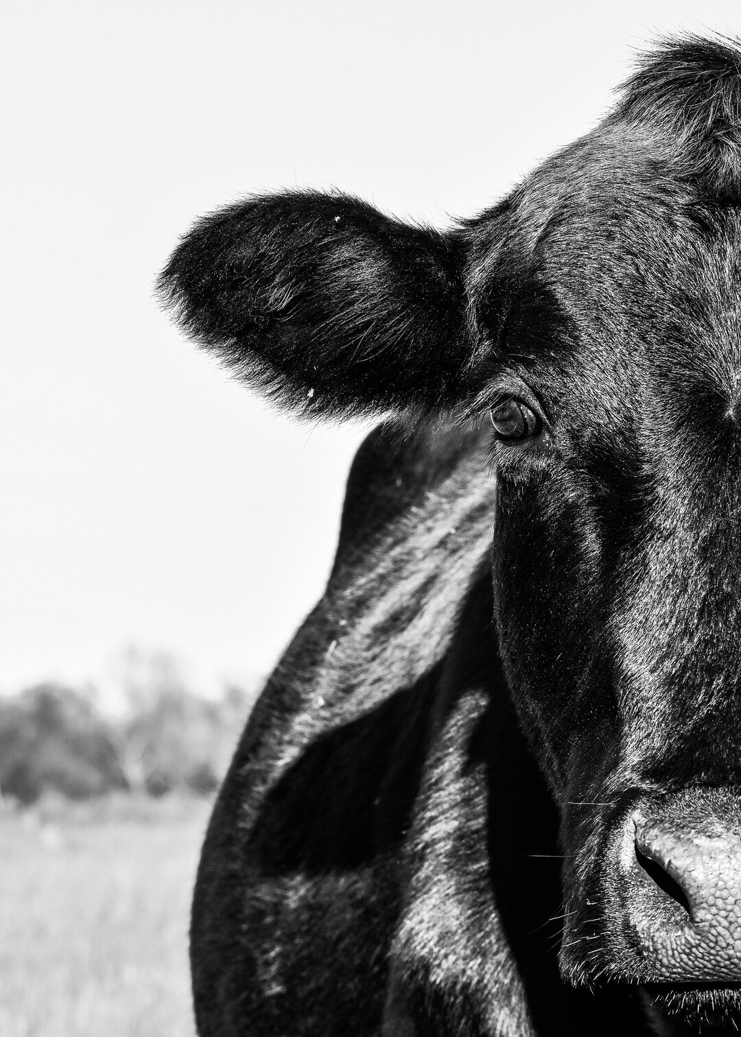 Black & White Cow Print - Etsy
