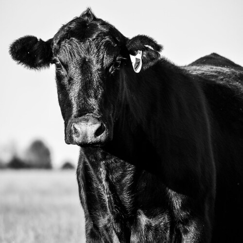 Angus Cow Canvas Print - Etsy