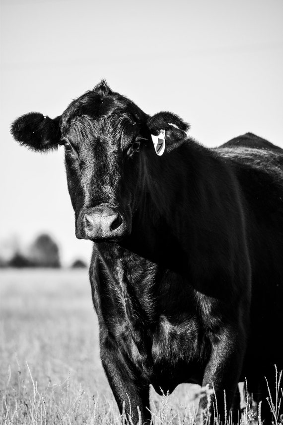 Angus Cow Canvas Print | Etsy