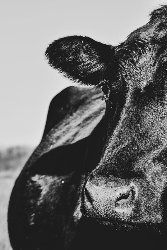 Black & White Cow Canvas Print | Etsy