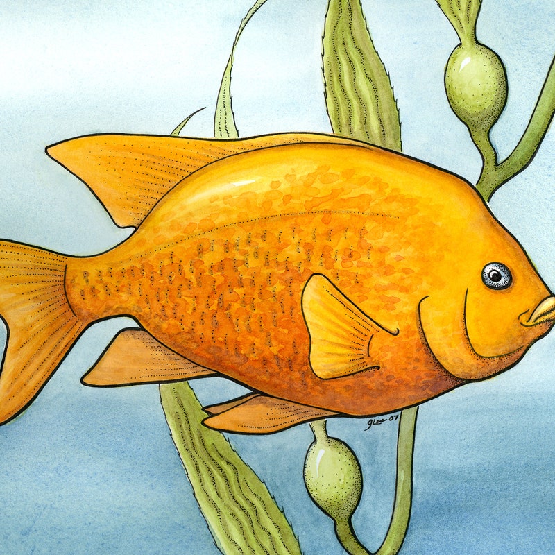 Garibaldi Fish - Etsy