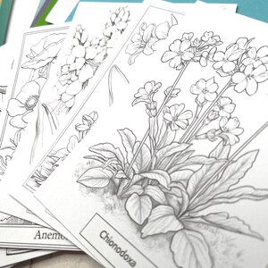 DIY Botanical Card Kit 6 Cards Color Your Own All Occasion Greeting ...