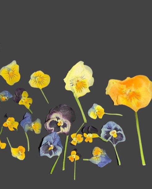 20 Organic and Edible Real Dried and Pressed Pansies - Etsy