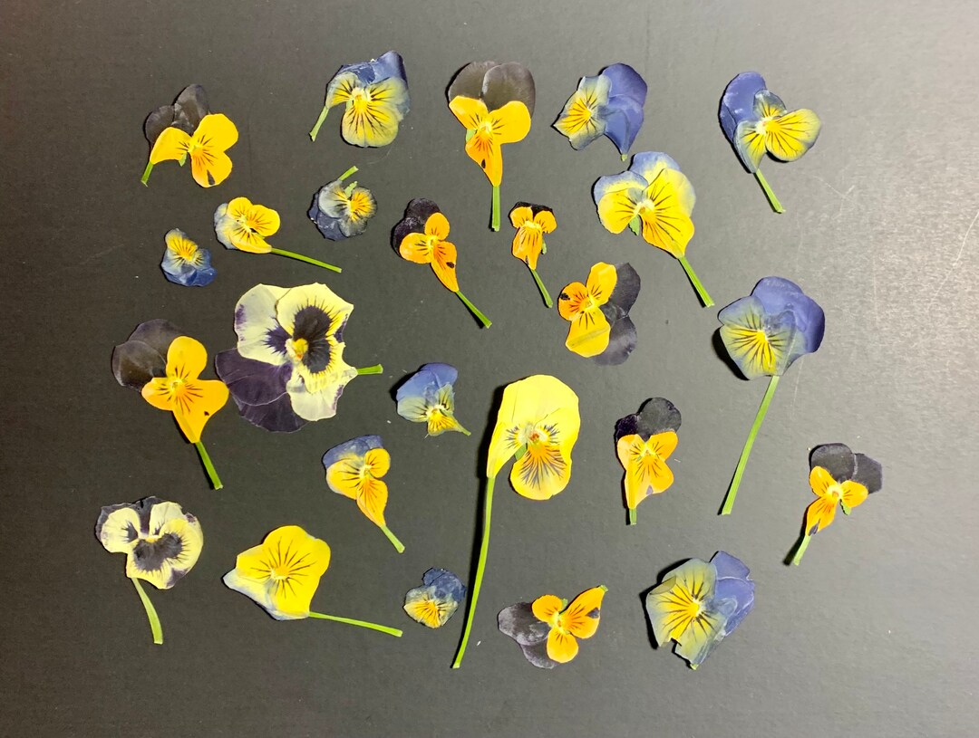 20 Organic and Edible Real Dried and Pressed Pansies - Etsy