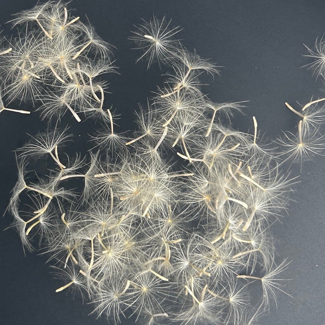 Container of Extra Large Dandelion Seeds - Etsy