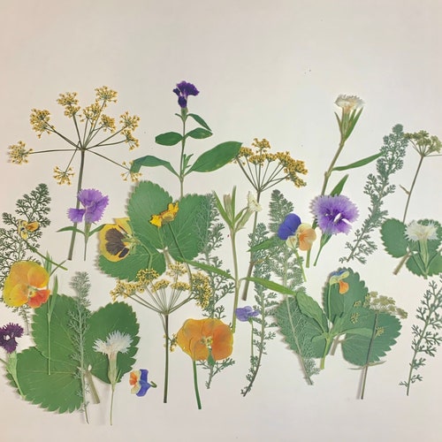 Edible Dried and Pressed Flowers and Leaves Organic Field Mix - Etsy