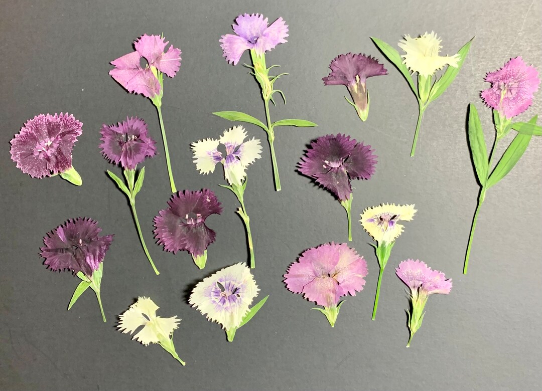 Mix Color Dried Organically Grown and Edible Dianthus Real Flowers - Etsy