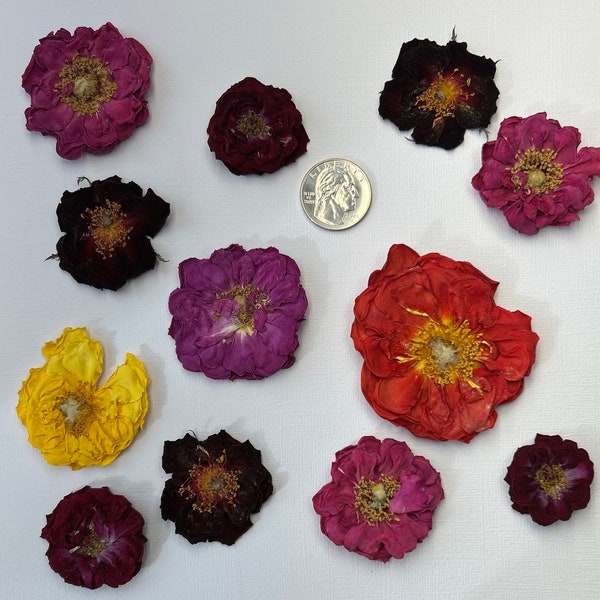 Pressed Roses - Etsy