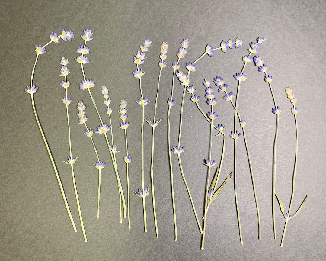 Pressed and Dried Organic Lavender - Etsy