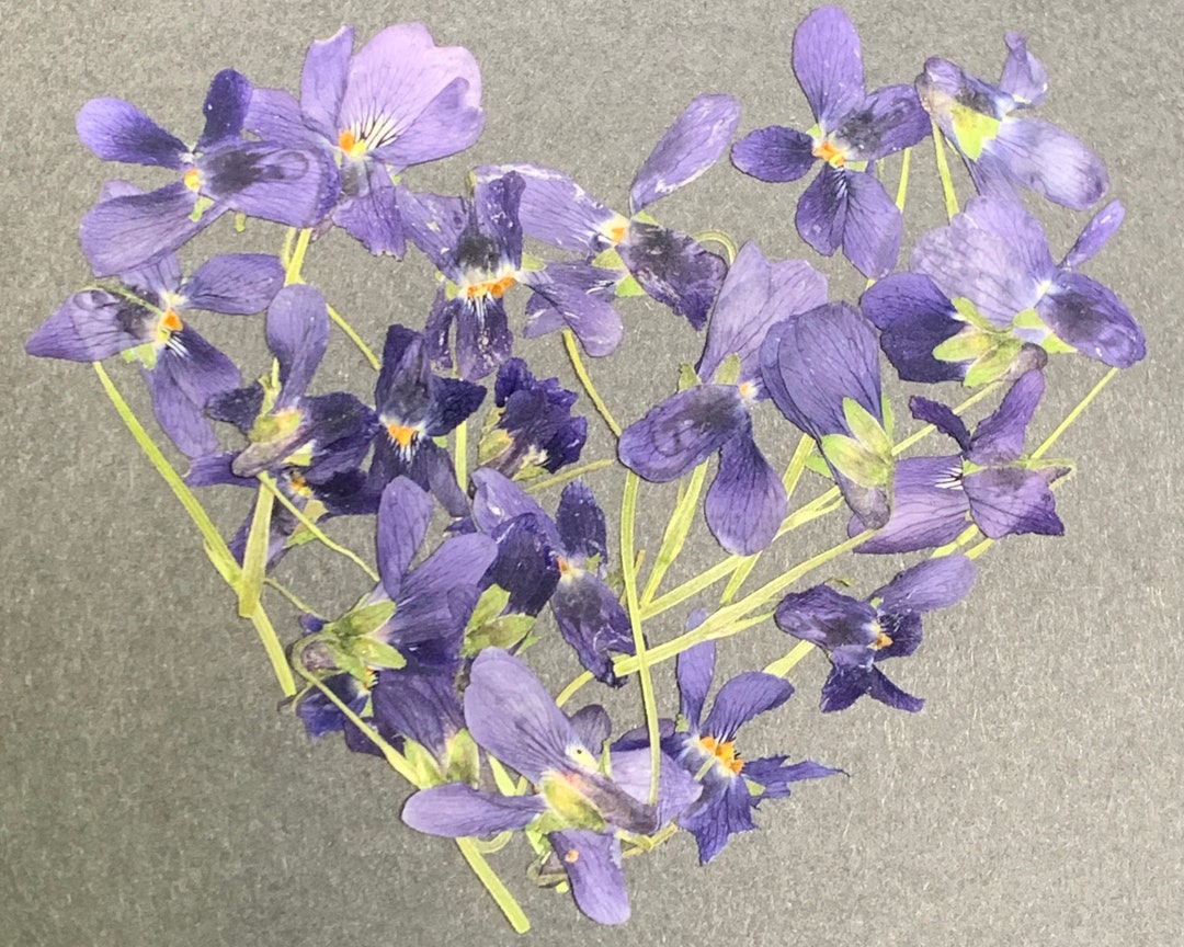 Violets Pressed and Dried Organic Violets 30 Pressed Flowers - Etsy