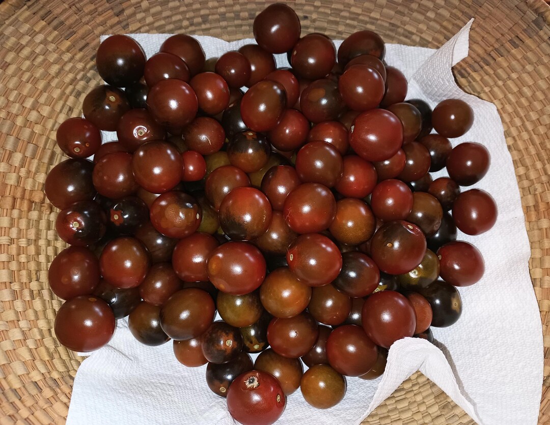 Midnight Snack Heirloom Organic Tomato Seeds - Etsy