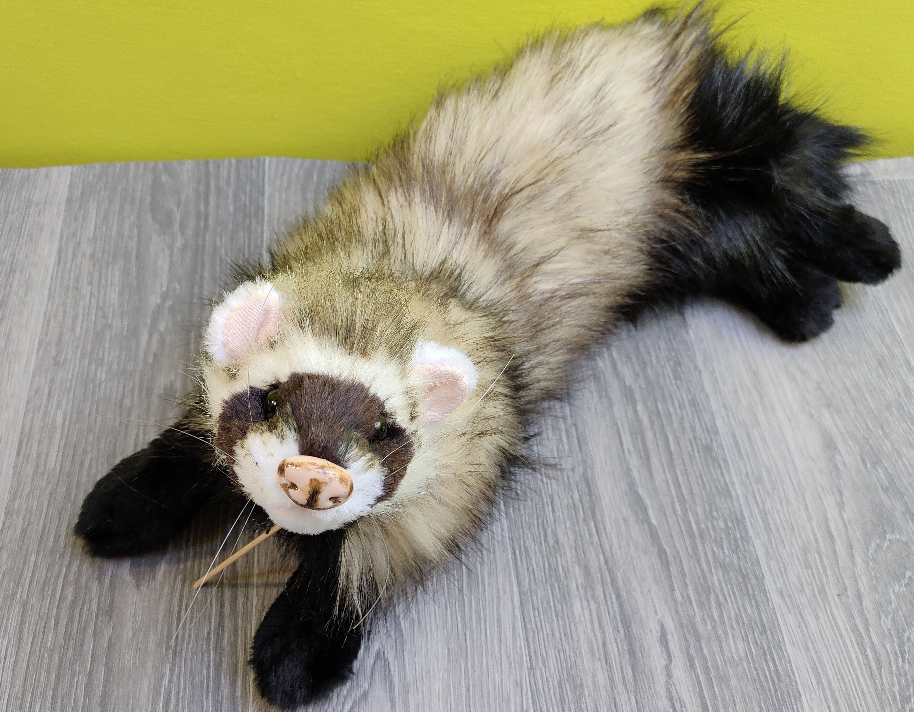Made to Order! Beige-black Ferret With Brown Mask/ Extra FLOPPY/ Solid ...