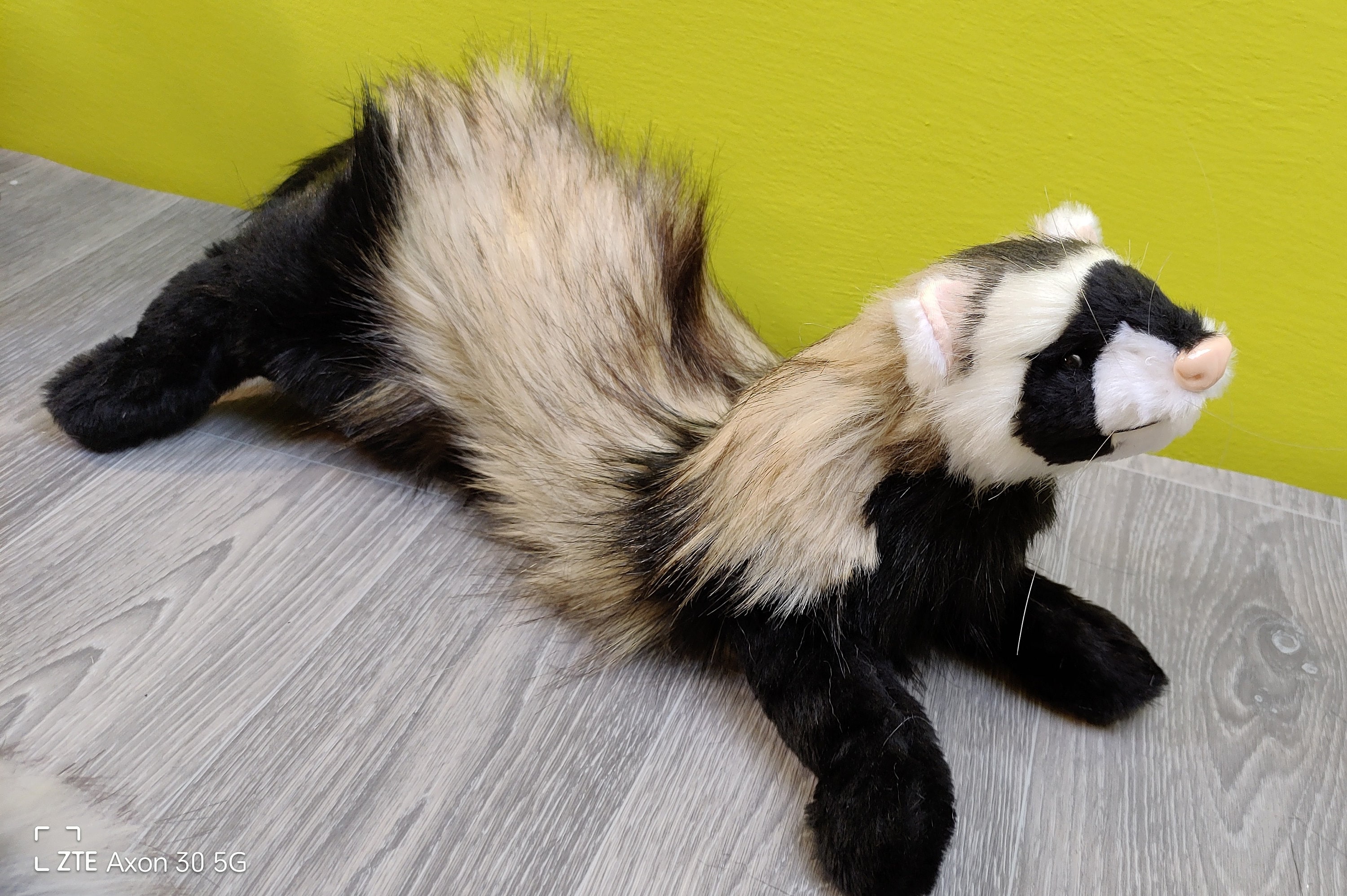 Made to Order! Beige-black Ferret With Black Mask/ Extra FLOPPY/ Solid ...