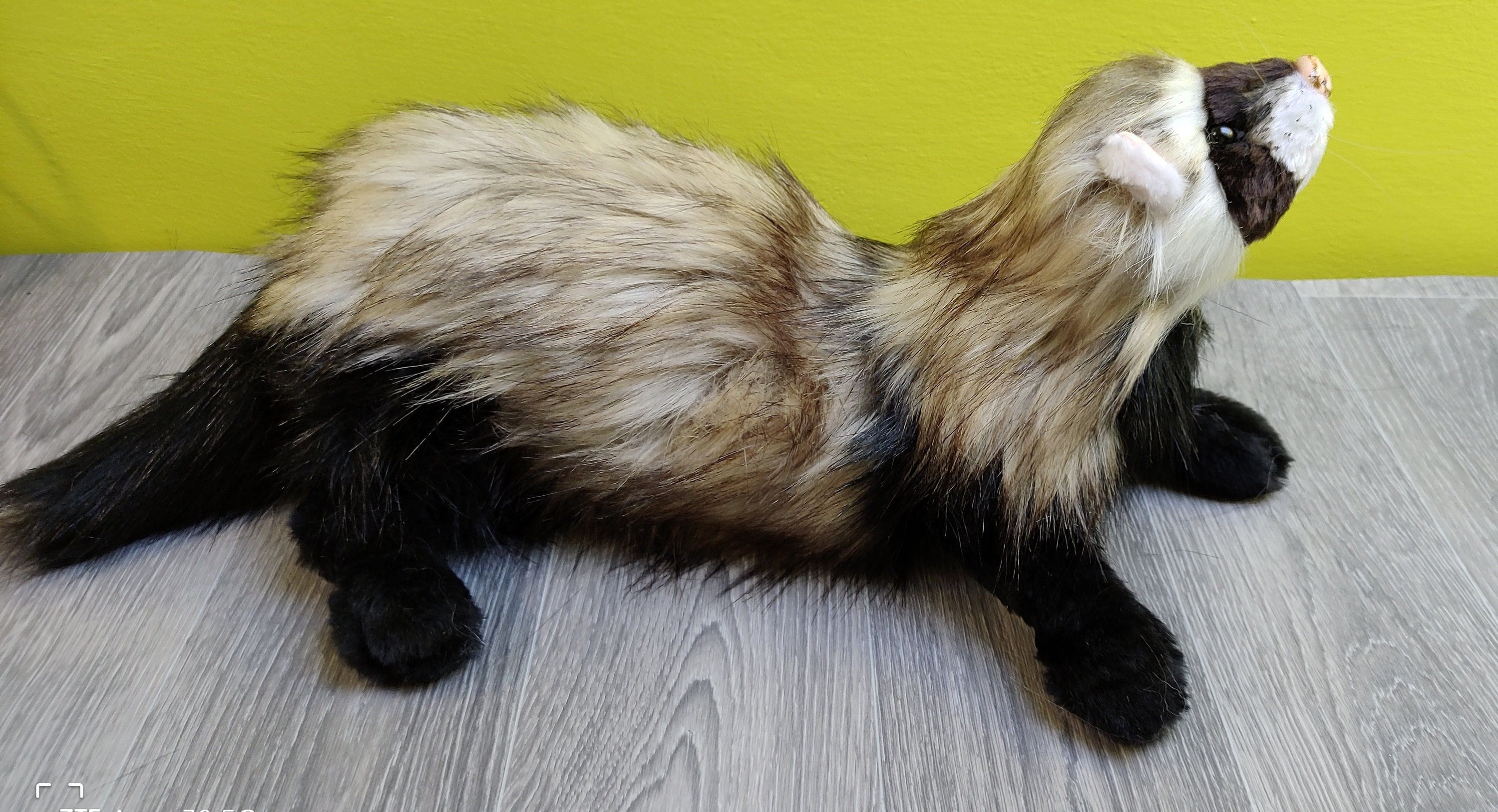 Made to Order! Beige-black Ferret With Brown Mask/ Extra FLOPPY/ Solid ...