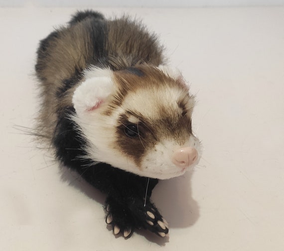 Fluffy Ferret