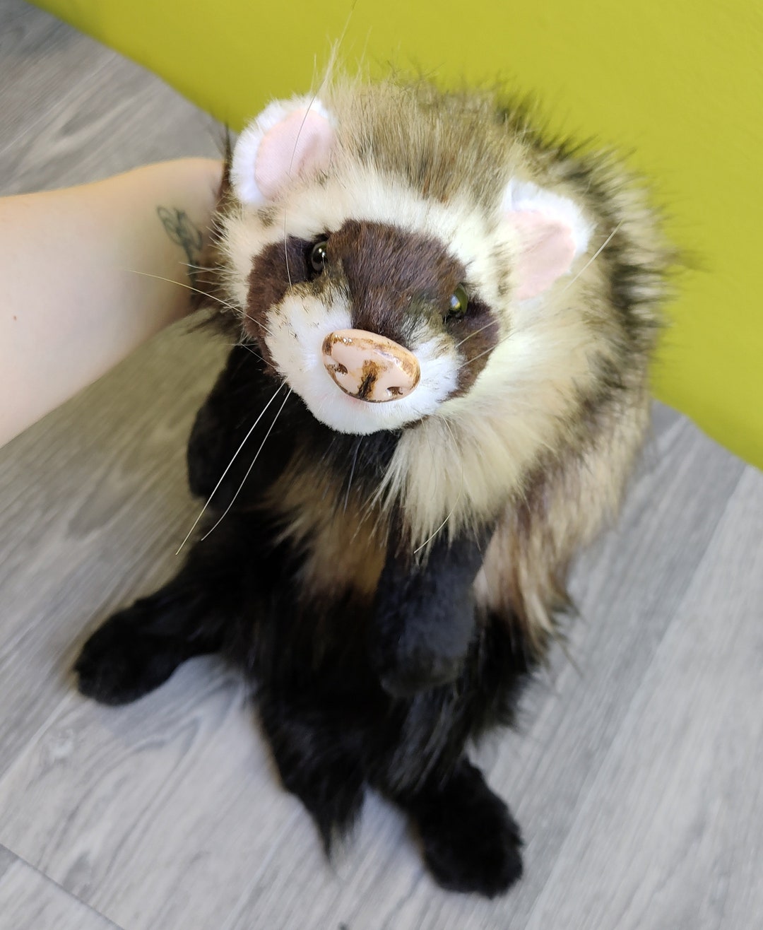 Made to Order! Beige-black Ferret With Brown Mask/ Extra FLOPPY/ Solid ...