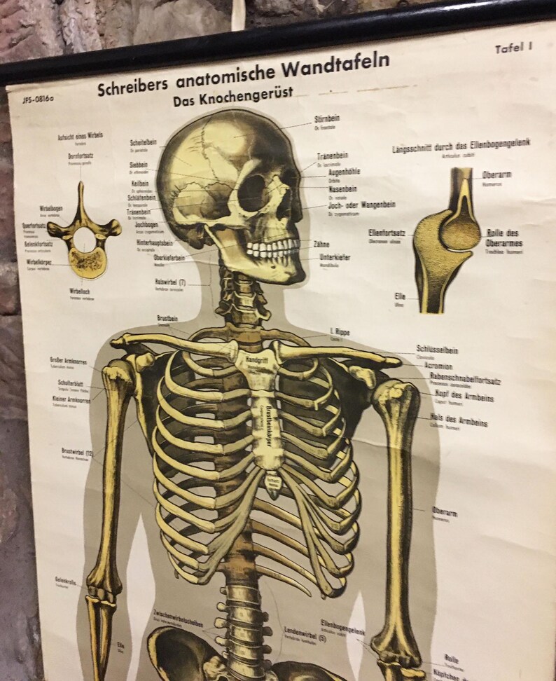 Antique Anatomical Skeleton Wall Chart, Rare Item, German, Circa 1850 ...