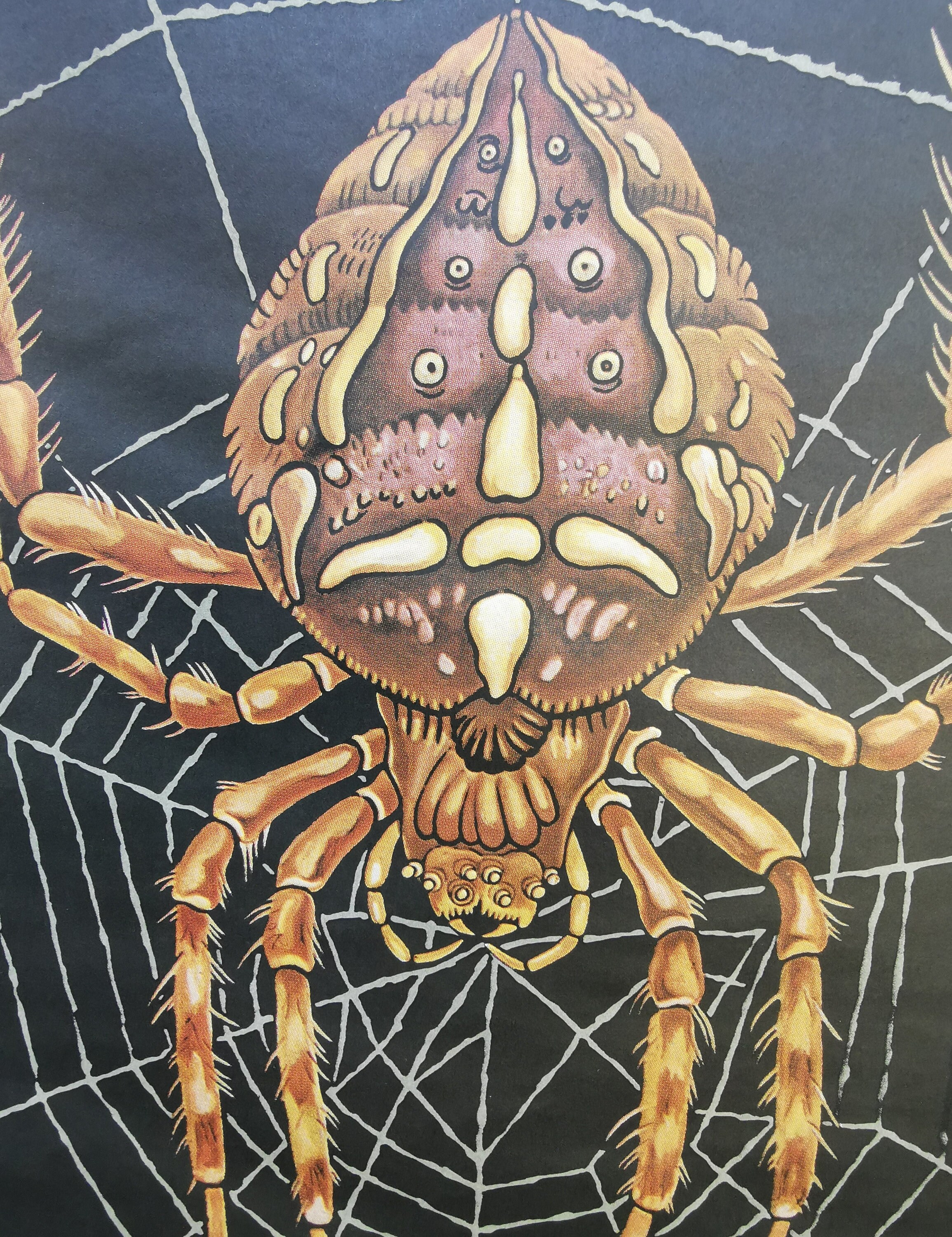 Vintage Educational Poster - Spider - Etsy