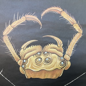 Vintage Educational Poster - Spider - Etsy