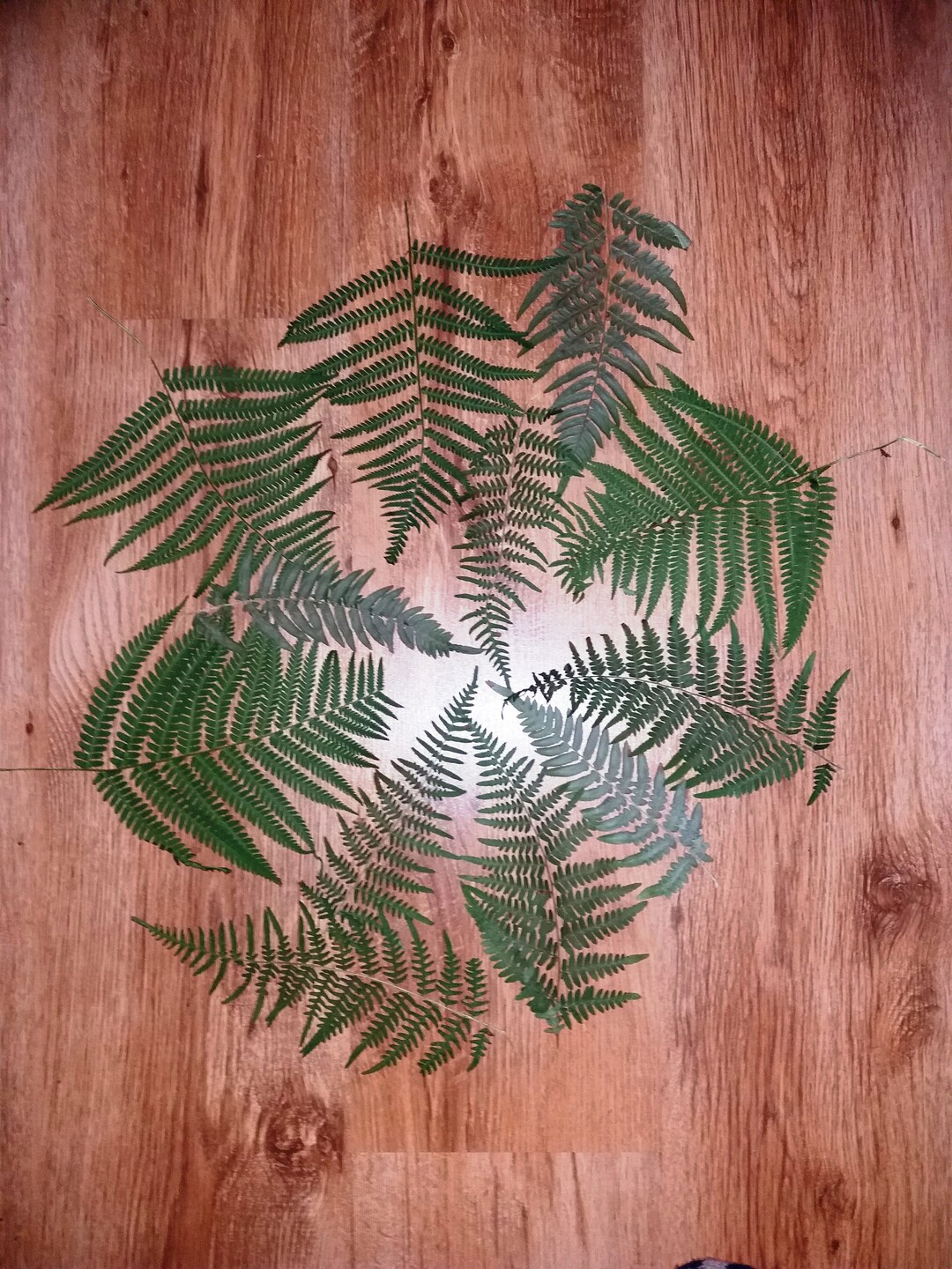 10 Large Fern Leaves Pressed Fern Natural Dried Ferns Flolar Art Decors ...