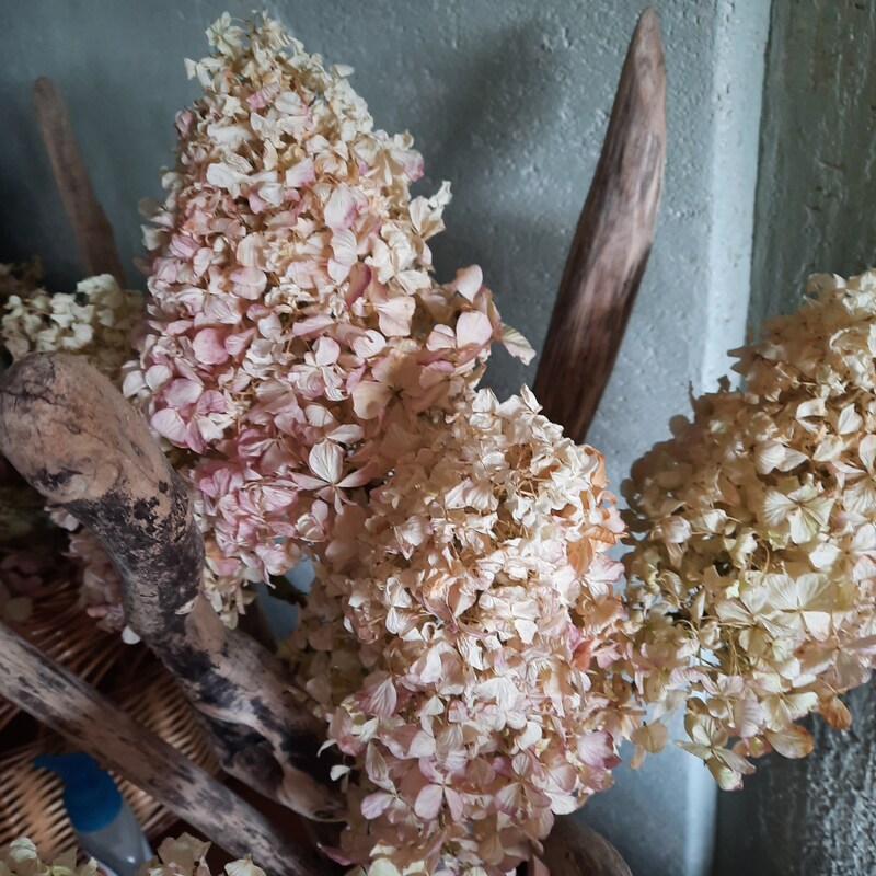 Dried Flower Stems - Etsy