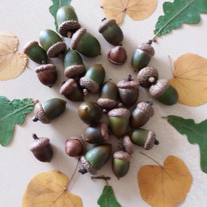 50 Real Acorns With Cups Big Acorns Decoration Natural Acorns - Etsy