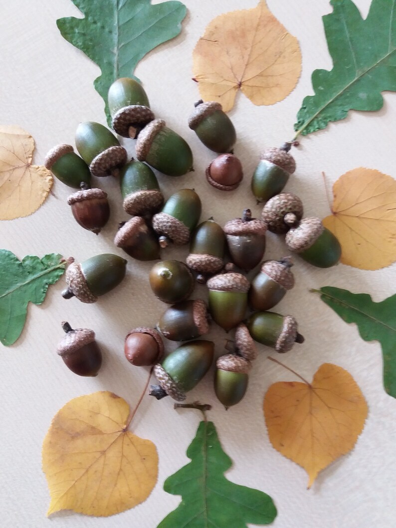 50 Real Acorns With Cups Big Acorns Decoration Natural Acorns - Etsy