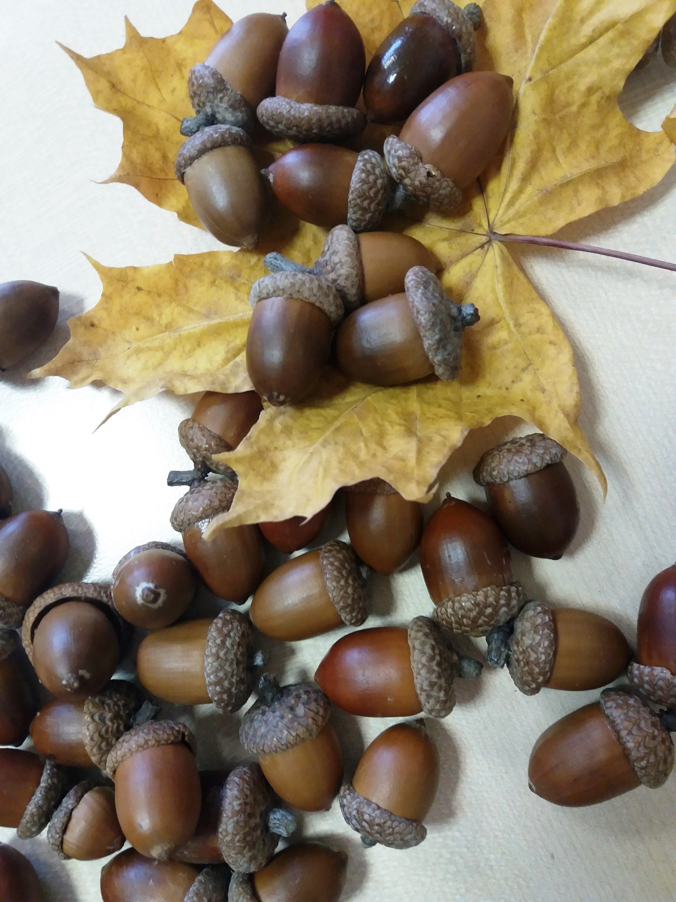50 Real Acorns With Cups Big Acorns Decoration Natural Acorns Accents ...