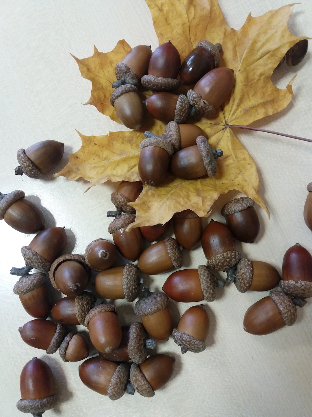 50 Real Acorns With Cups Big Acorns Decoration Natural Acorns Accents ...