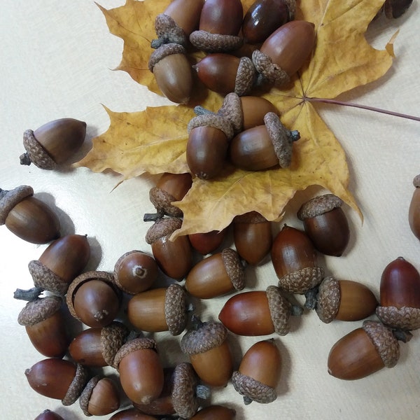Real Big Acorns - Etsy