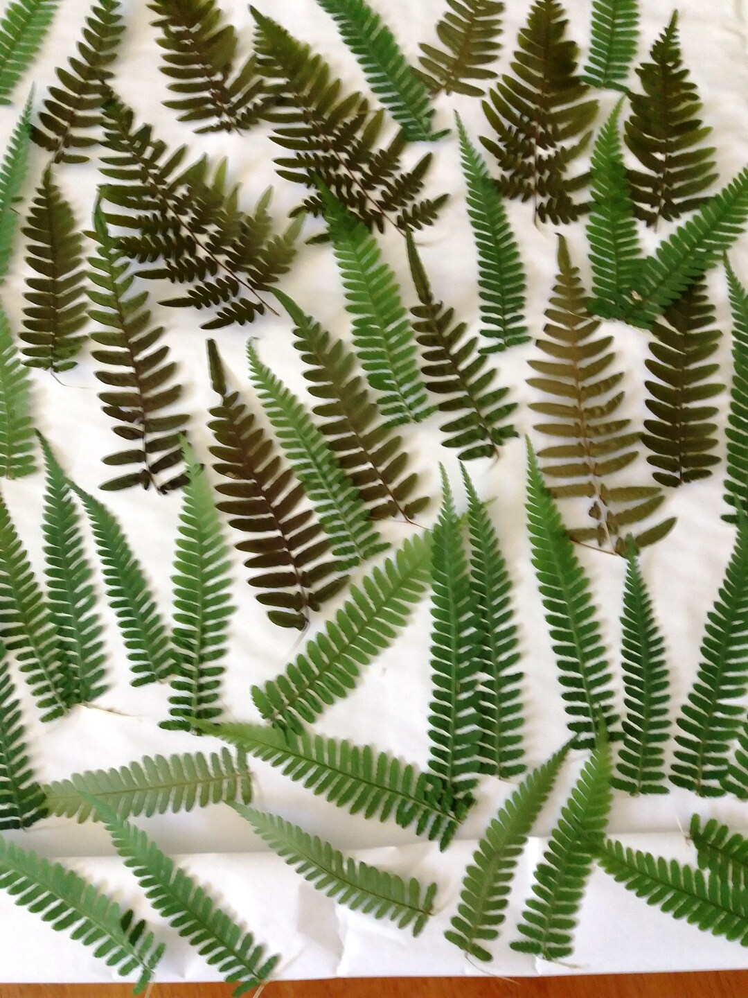 60/120 Pressed Fern Leaves Lot of Fern Set of Fern Beautiful Leaves ...