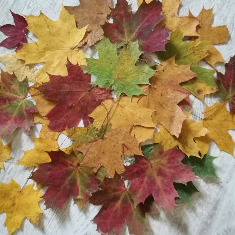 Real Maple Leaf - Etsy